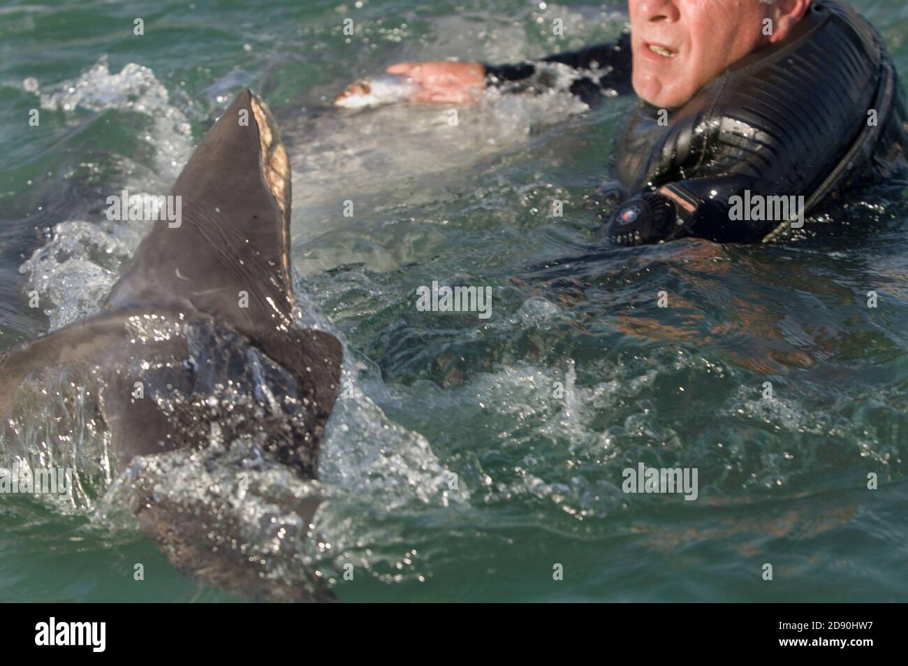 English wild dolphins hi-res stock photography and images - Alamy