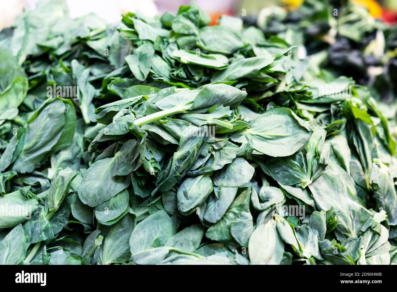 Pea sprout hi-res stock photography and images - Alamy