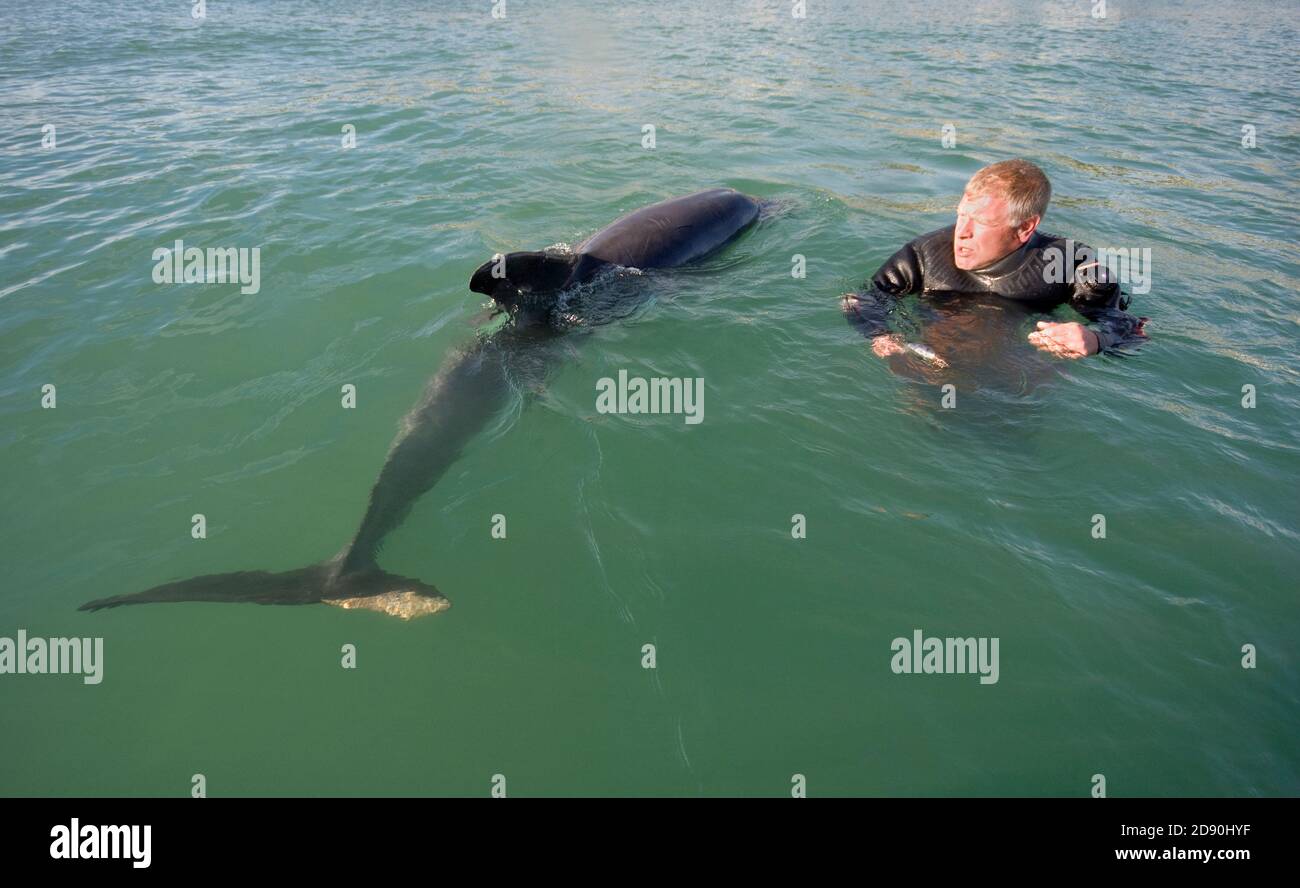 English wild dolphins hi-res stock photography and images - Alamy