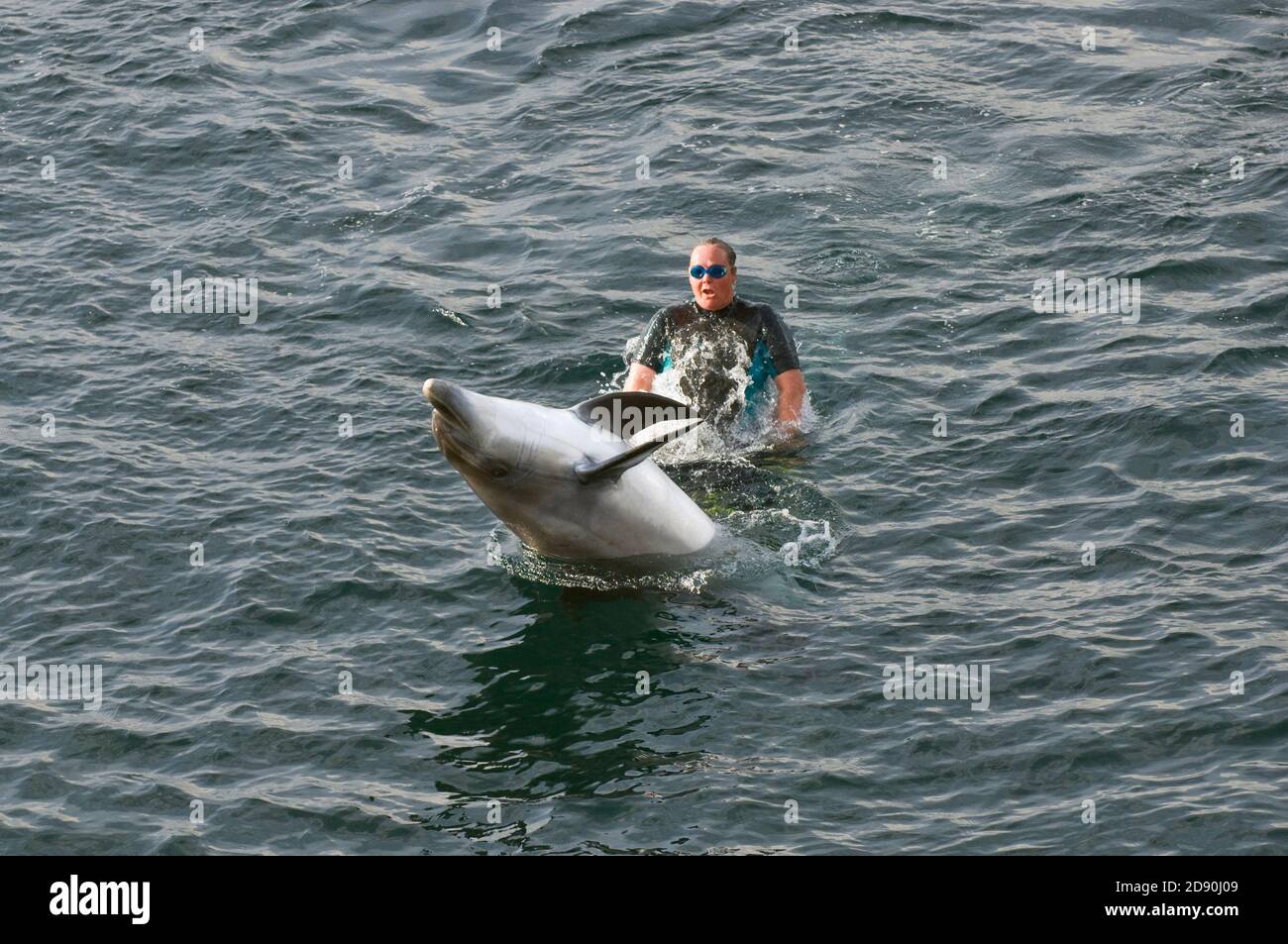 Dusty dolphin hi-res stock photography and images - Alamy