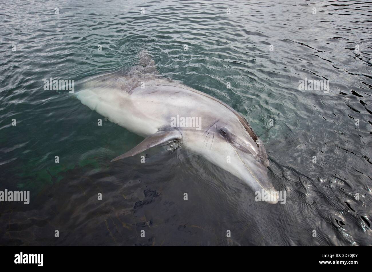 Wild solitary sociable Bottlenose dolphin Dusty (Tursiops truncatus) Co ...