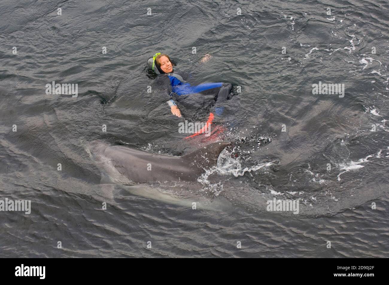 Wild solitary sociable Bottlenose dolphin Dusty (Tursiops truncatus) Co ...