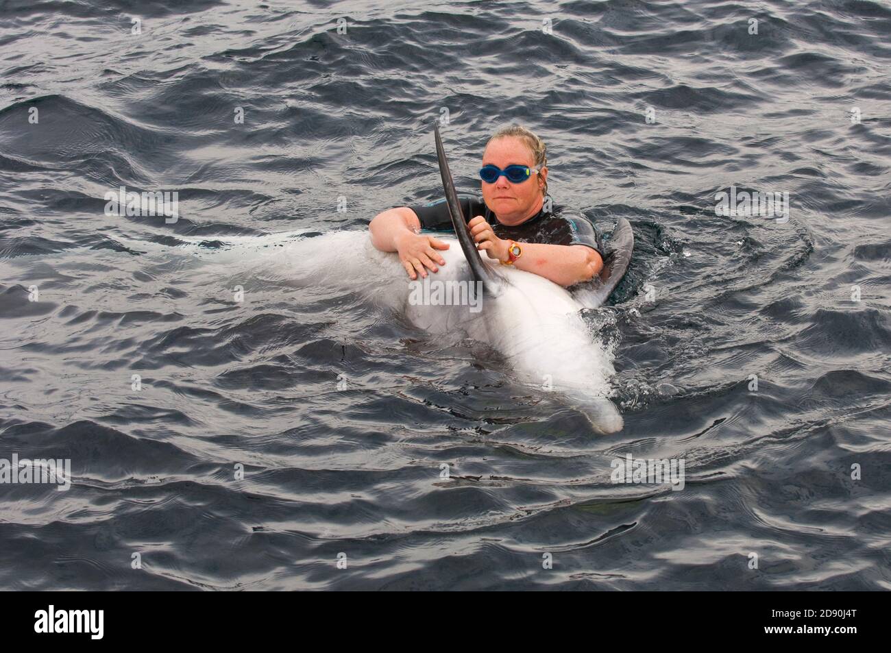 Wild solitary sociable Bottlenose dolphin Dusty (Tursiops truncatus) Co ...