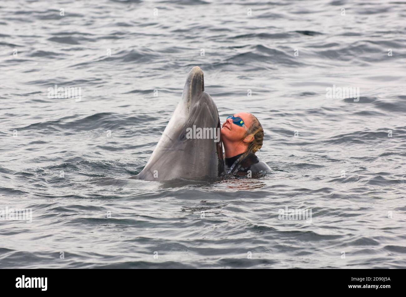 Dusty dolphin hi-res stock photography and images - Alamy