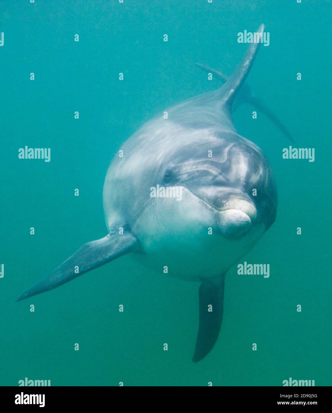 Dusty dolphin hi-res stock photography and images - Alamy