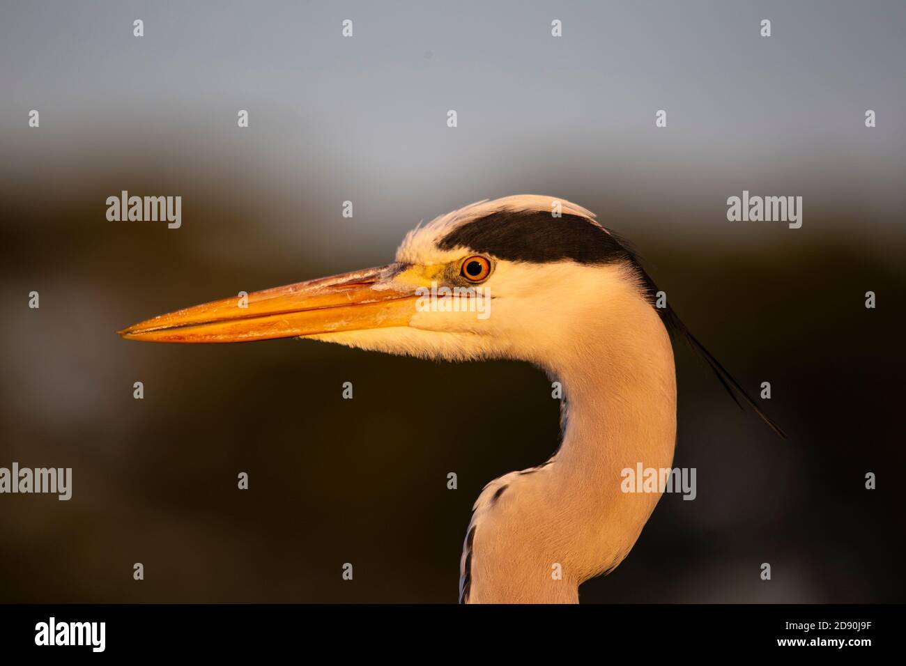 Grey heron headshot profile hi-res stock photography and images - Alamy