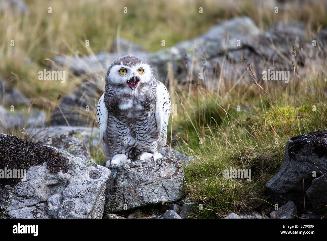 Snowy Owl Juvenile