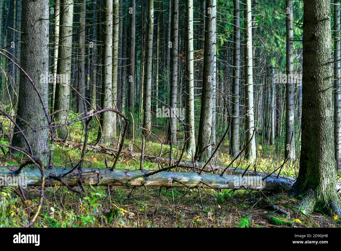 Coniferous tree windthrow hi-res stock photography and images - Alamy