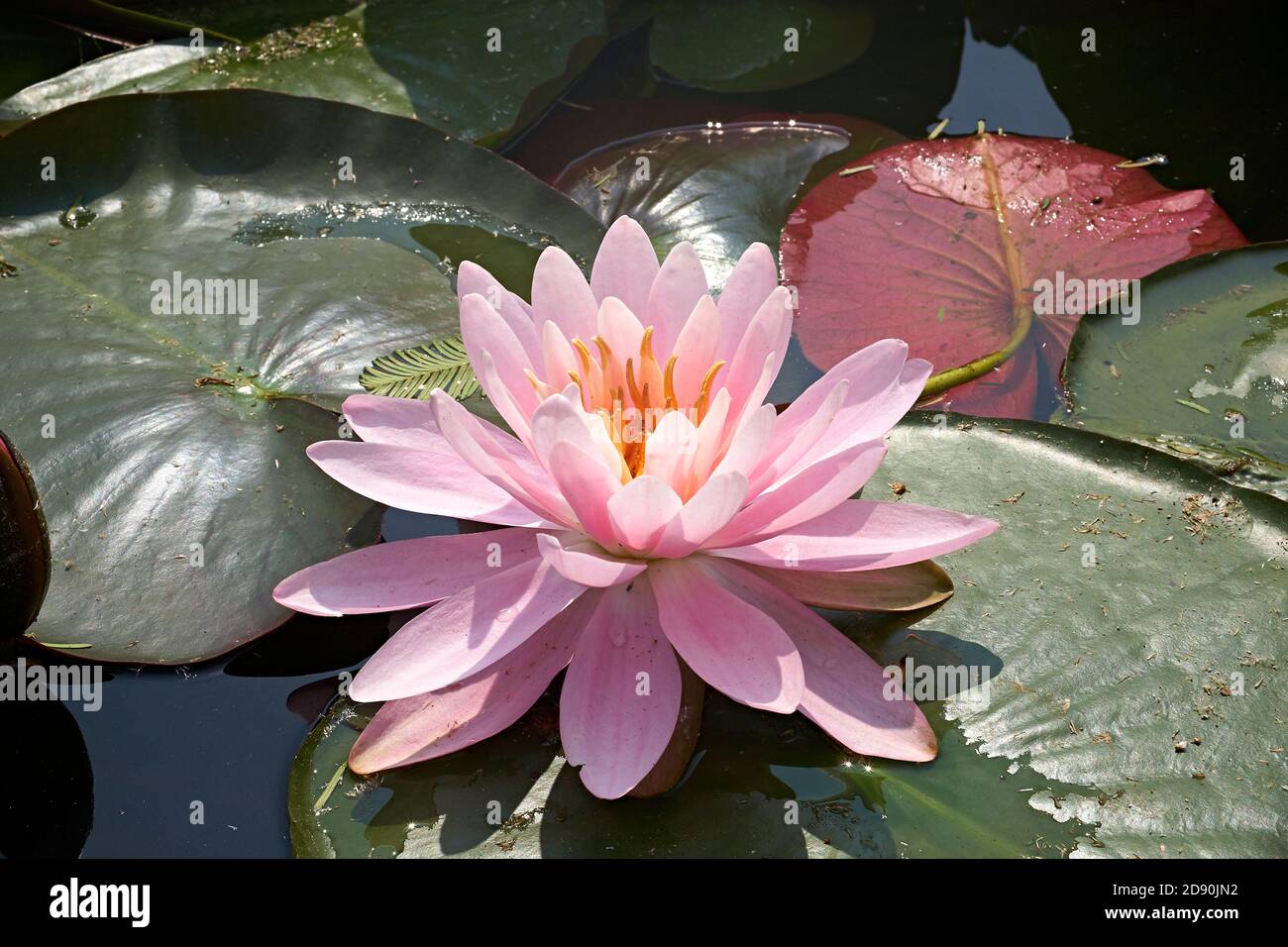 water lily detail Stock Photo - Alamy