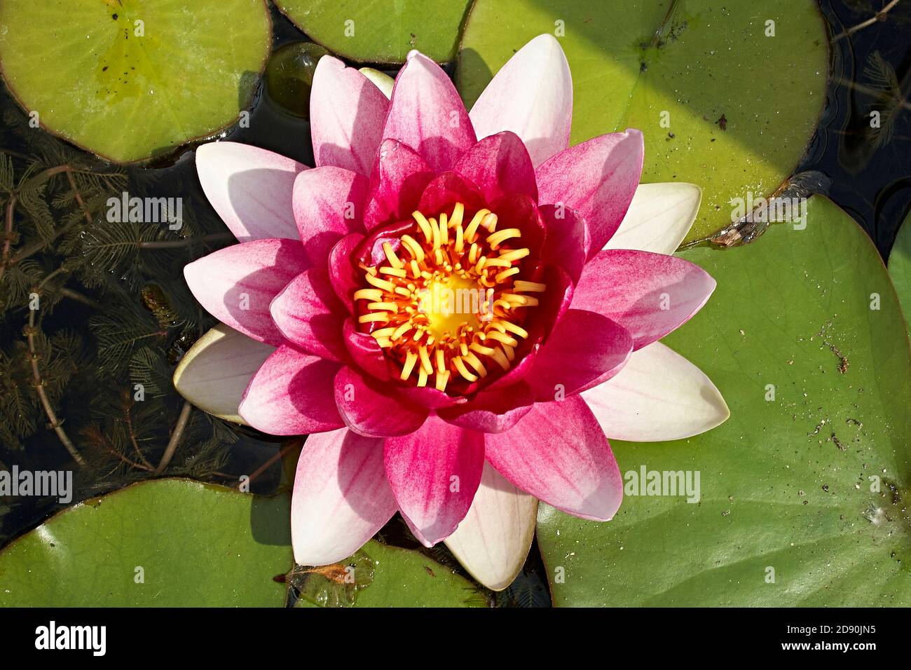 water lily detail Stock Photo - Alamy
