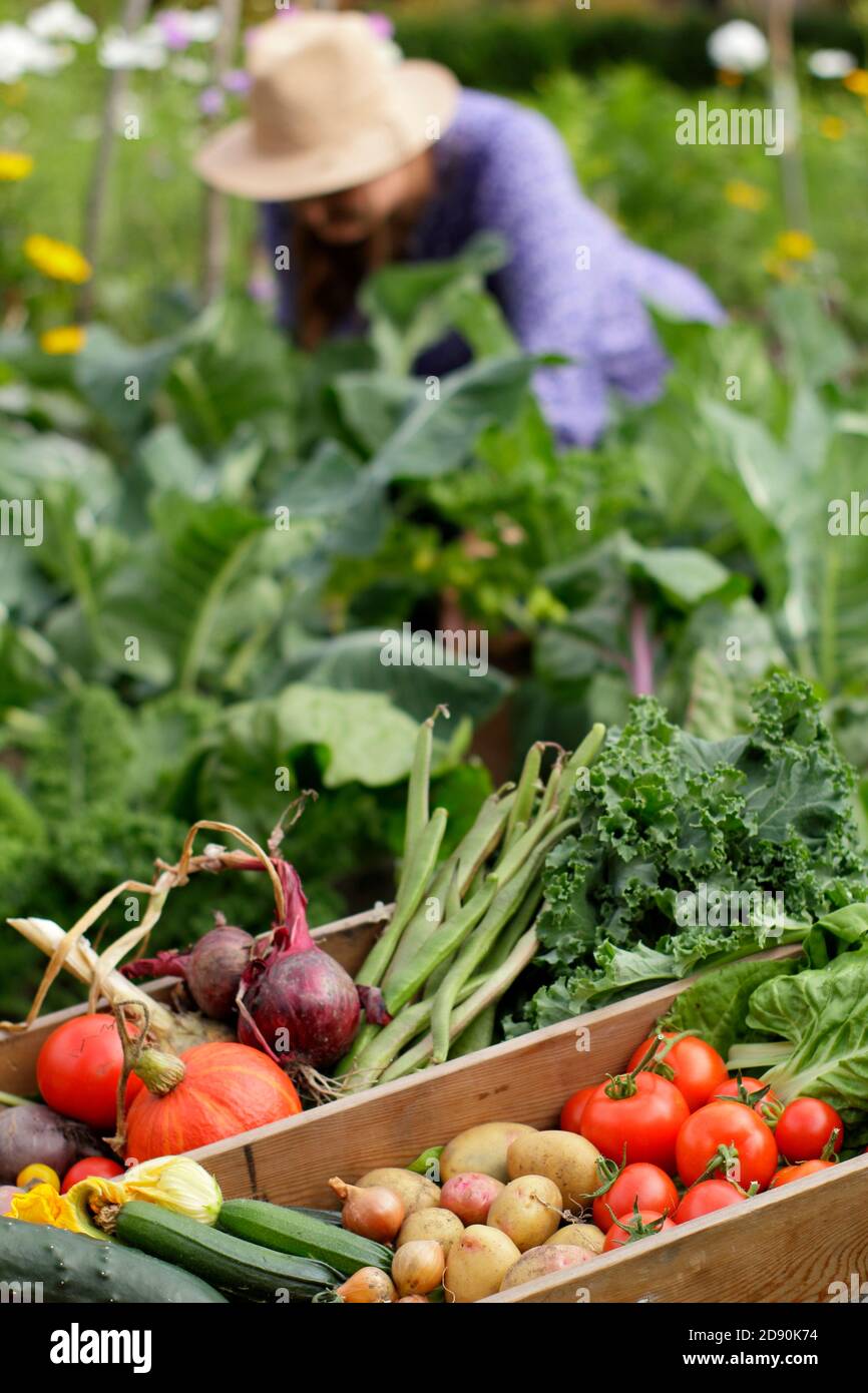 Woman gardening woman gardening hi-res stock photography and images - Alamy