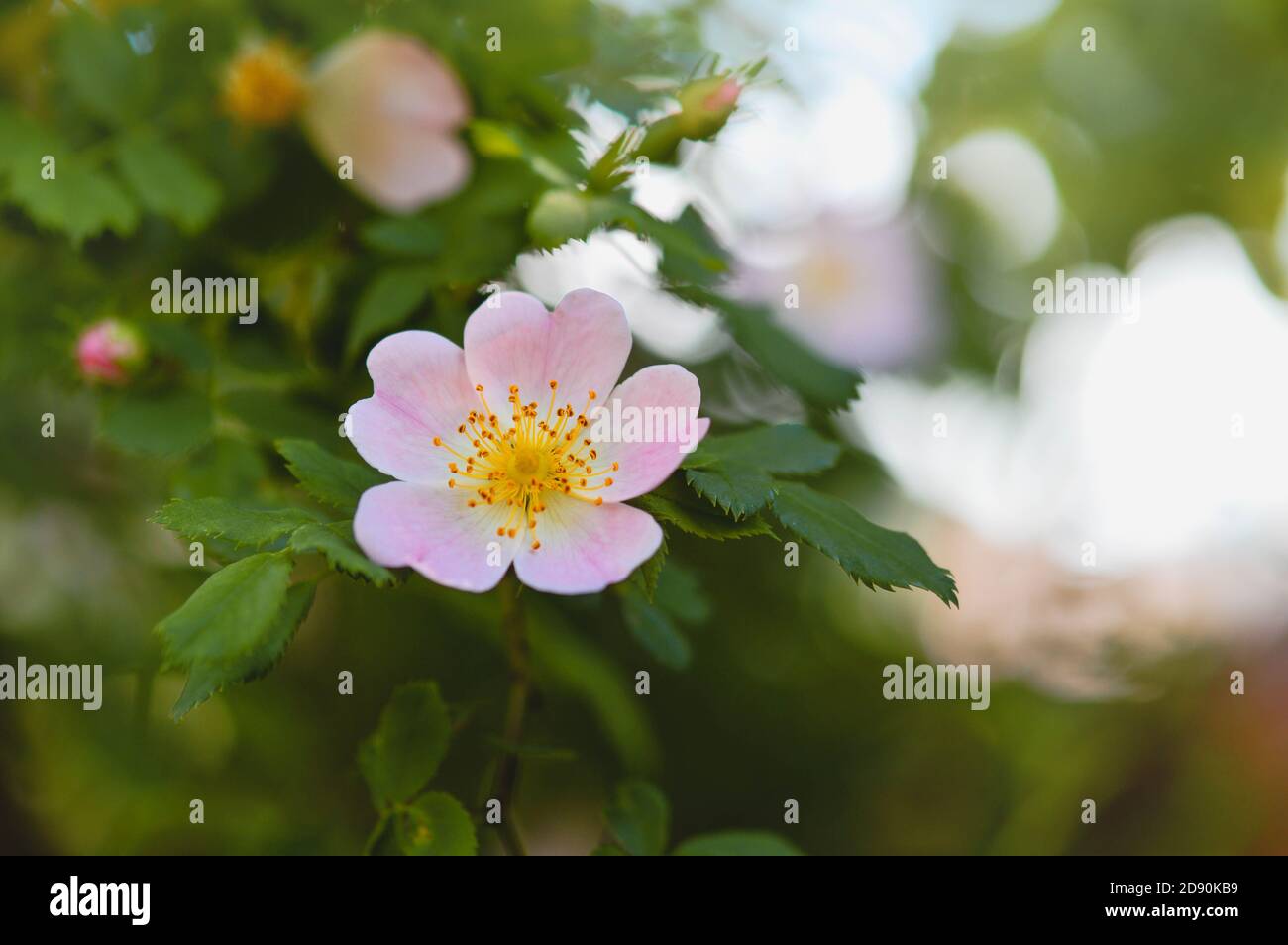 Dog rose in nature, blooming soft pink flower. Wild rose Stock Photo ...