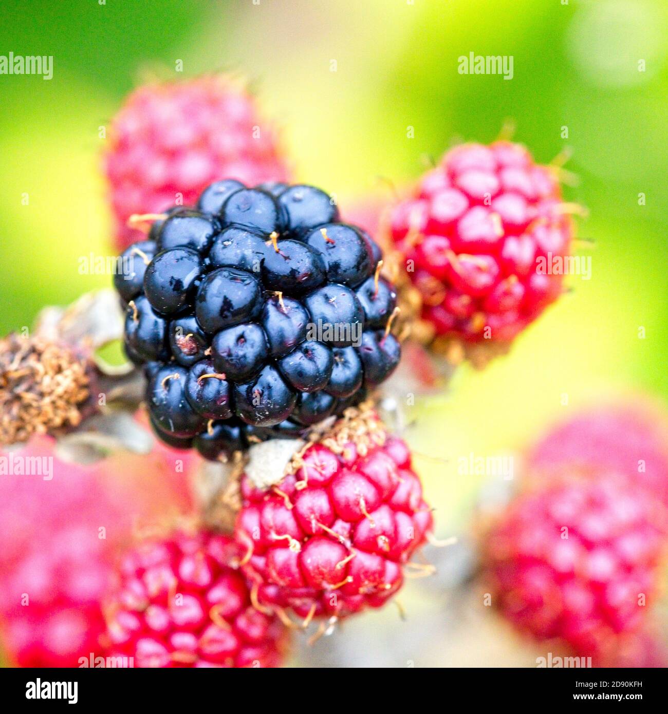 Poisonous when unripe hi-res stock photography and images - Alamy