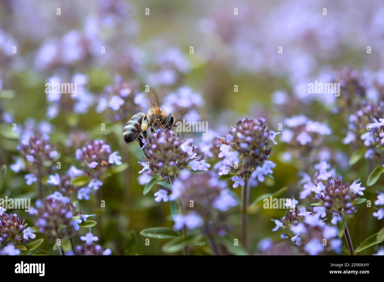 Bee on a purple flower in nature, bee working, bee pollinating plants ...