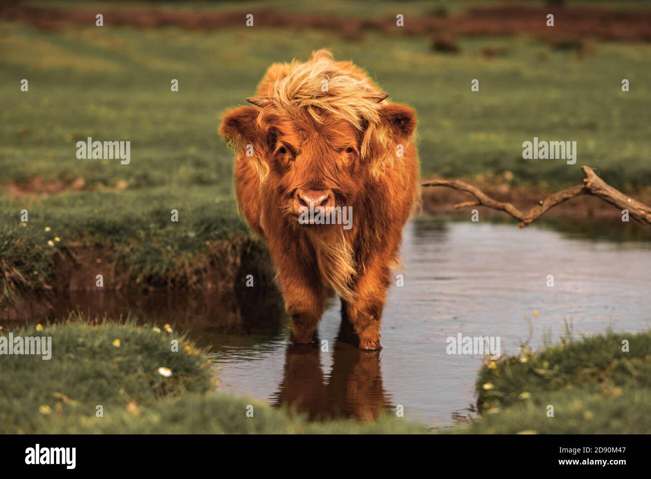 Highland cow / Scottish cattle. Livestock grazing Stock Photo - Alamy