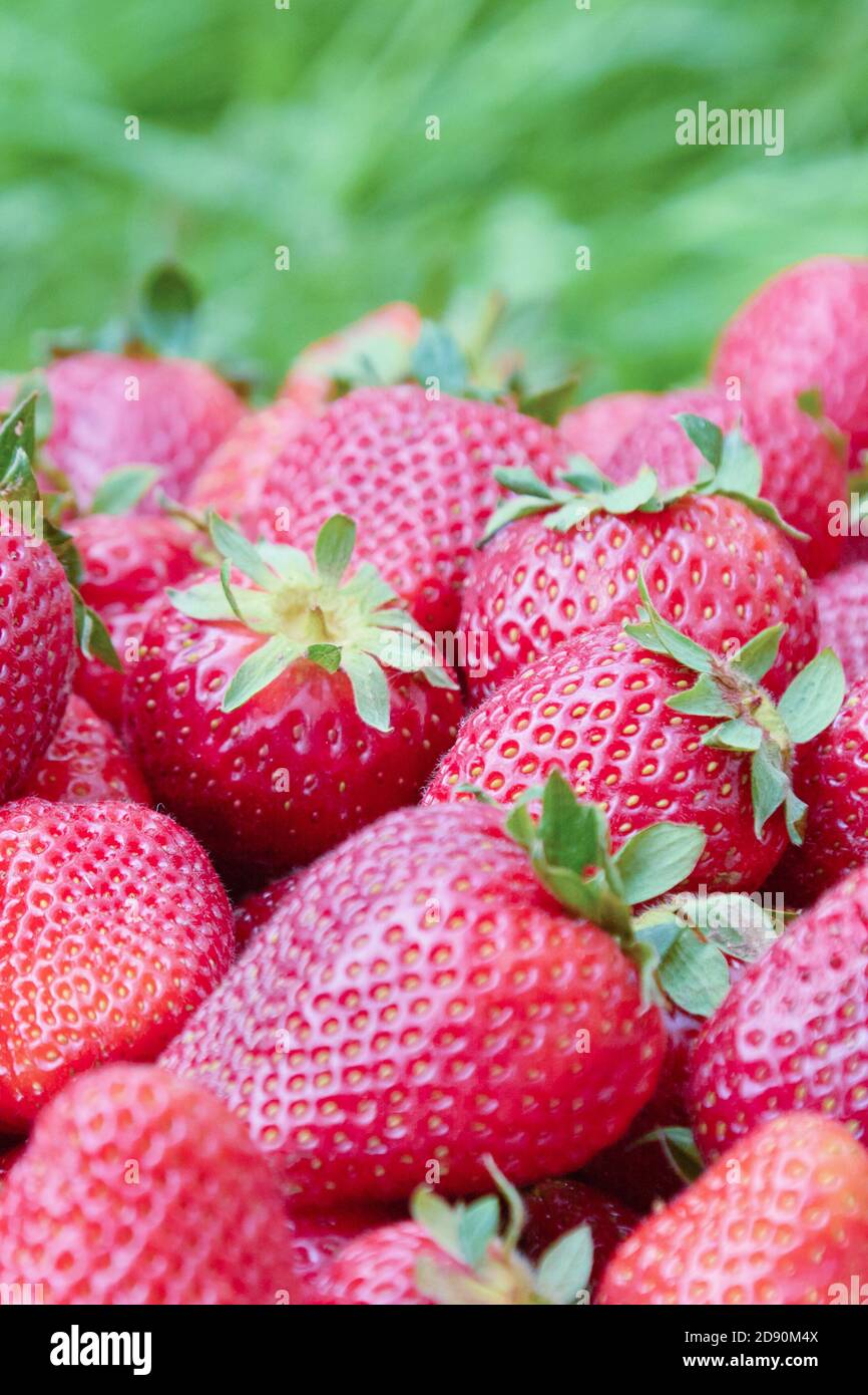 strawberry berry close-up on the background of nature Stock Photo - Alamy
