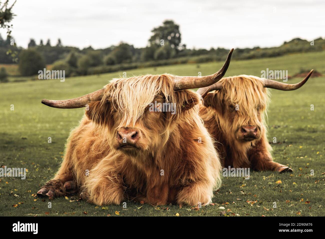 Highland cow / Scottish cattle. Livestock grazing Stock Photo - Alamy