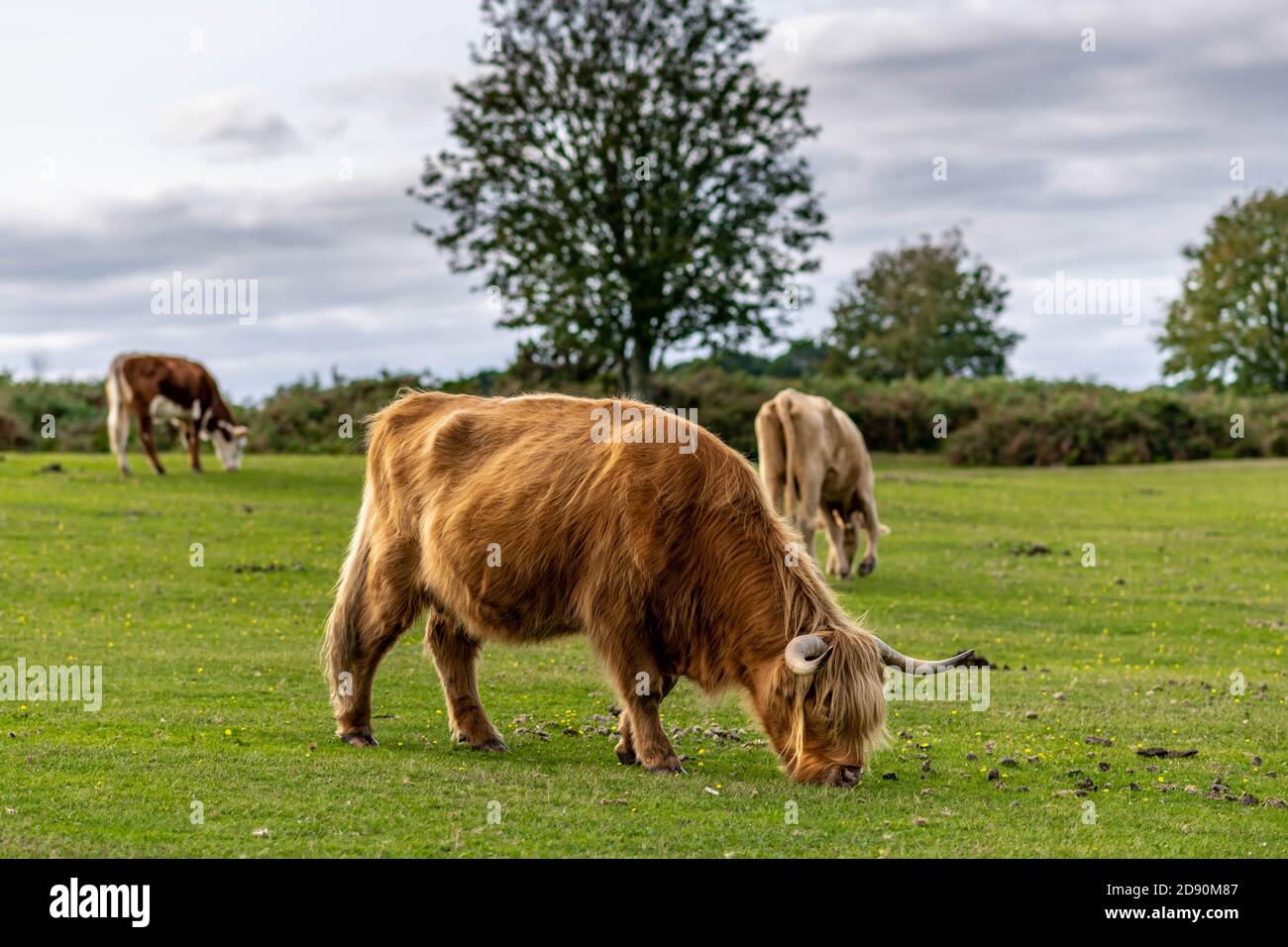 Highland cow / Scottish cattle. Livestock grazing Stock Photo - Alamy