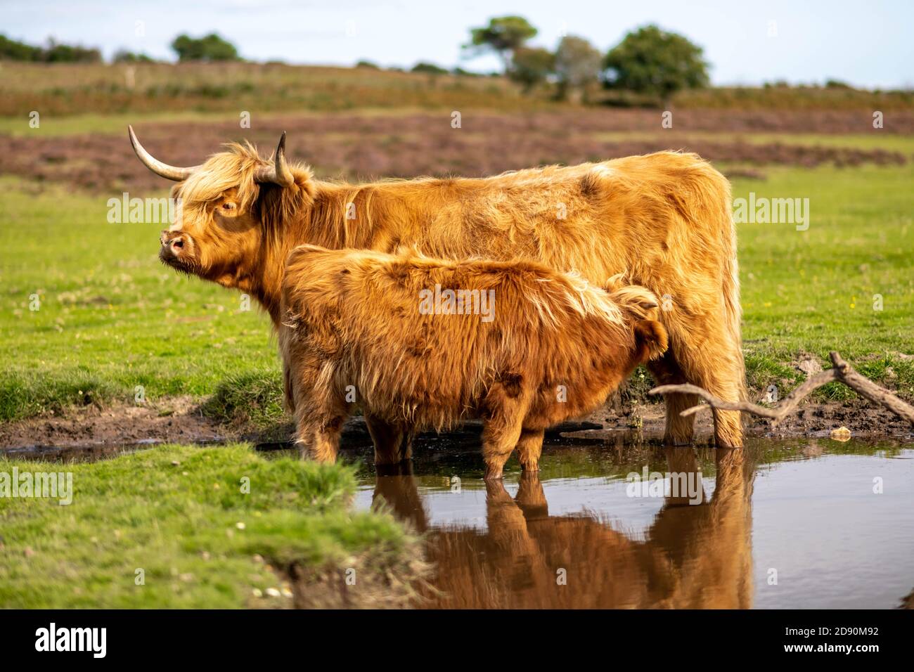 Highland cow / Scottish cattle. Livestock grazing Stock Photo - Alamy
