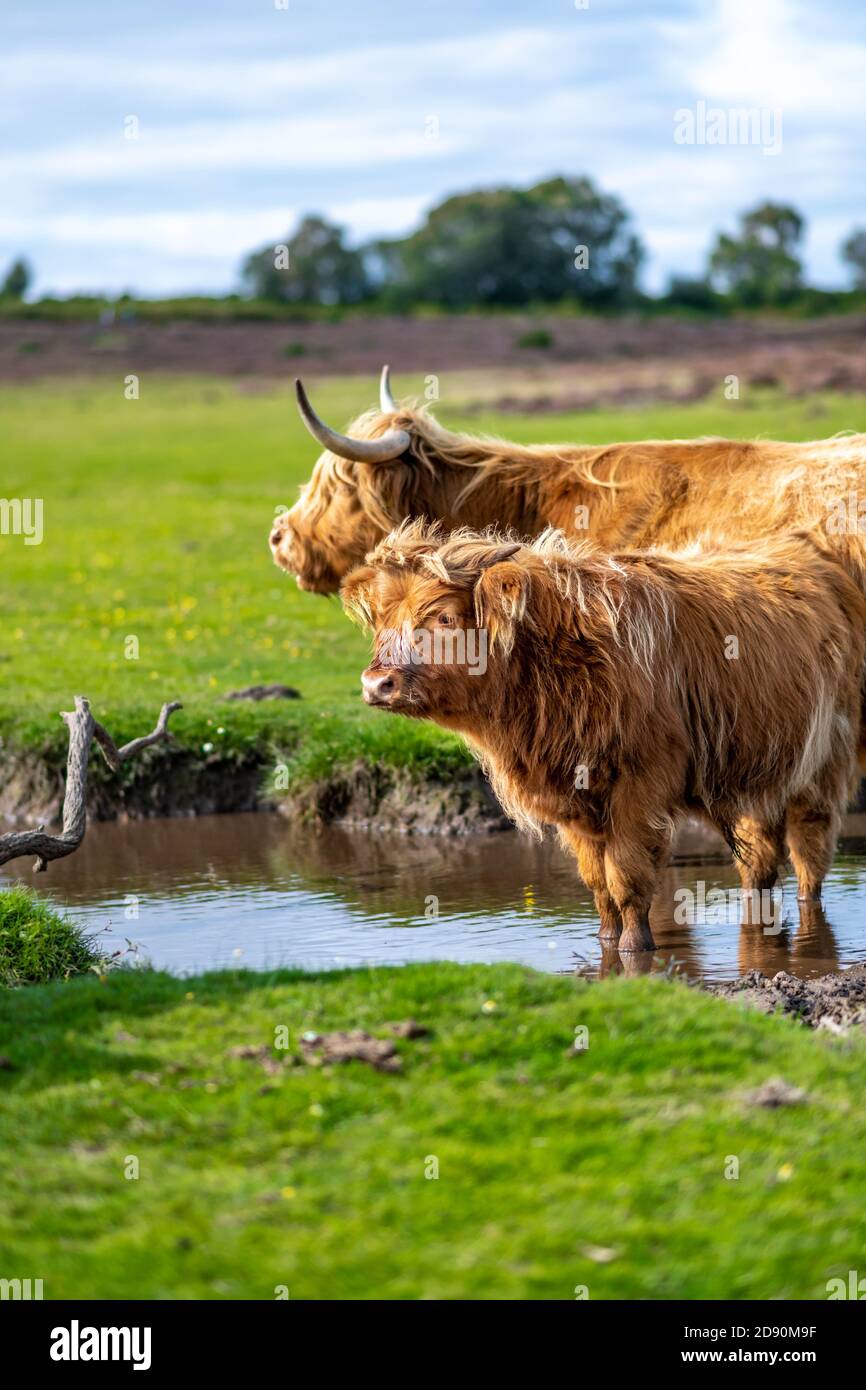 Highland cow / Scottish cattle. Livestock grazing Stock Photo - Alamy