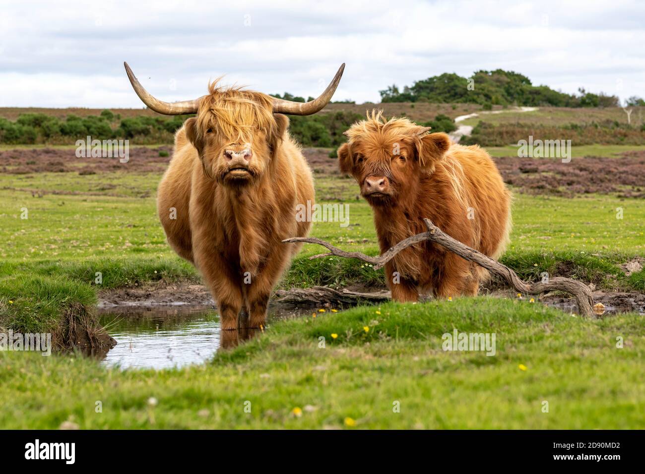 Highland cow / Scottish cattle. Livestock grazing Stock Photo - Alamy