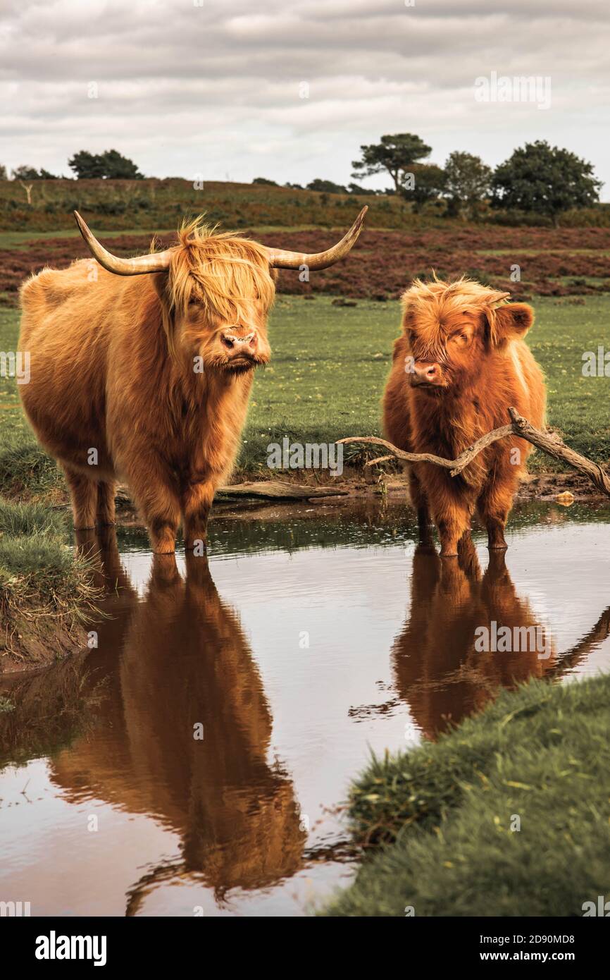 Highland cow / Scottish cattle. Livestock grazing Stock Photo - Alamy