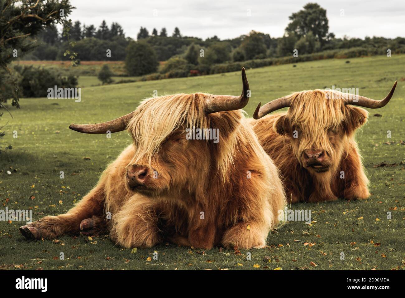 Highland cow / Scottish cattle. Livestock grazing Stock Photo - Alamy