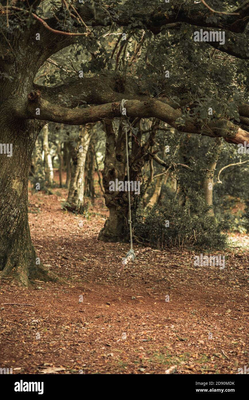 Autumn woodland landscape. Autumnal trees background. UK national park ...