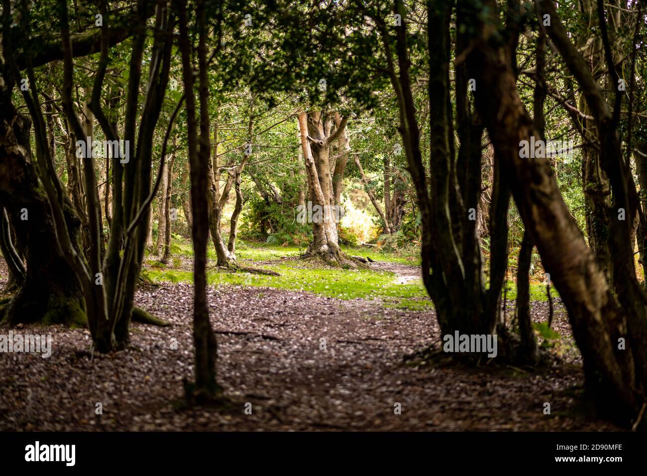 Autumn woodland landscape. Autumnal trees background. UK national park ...