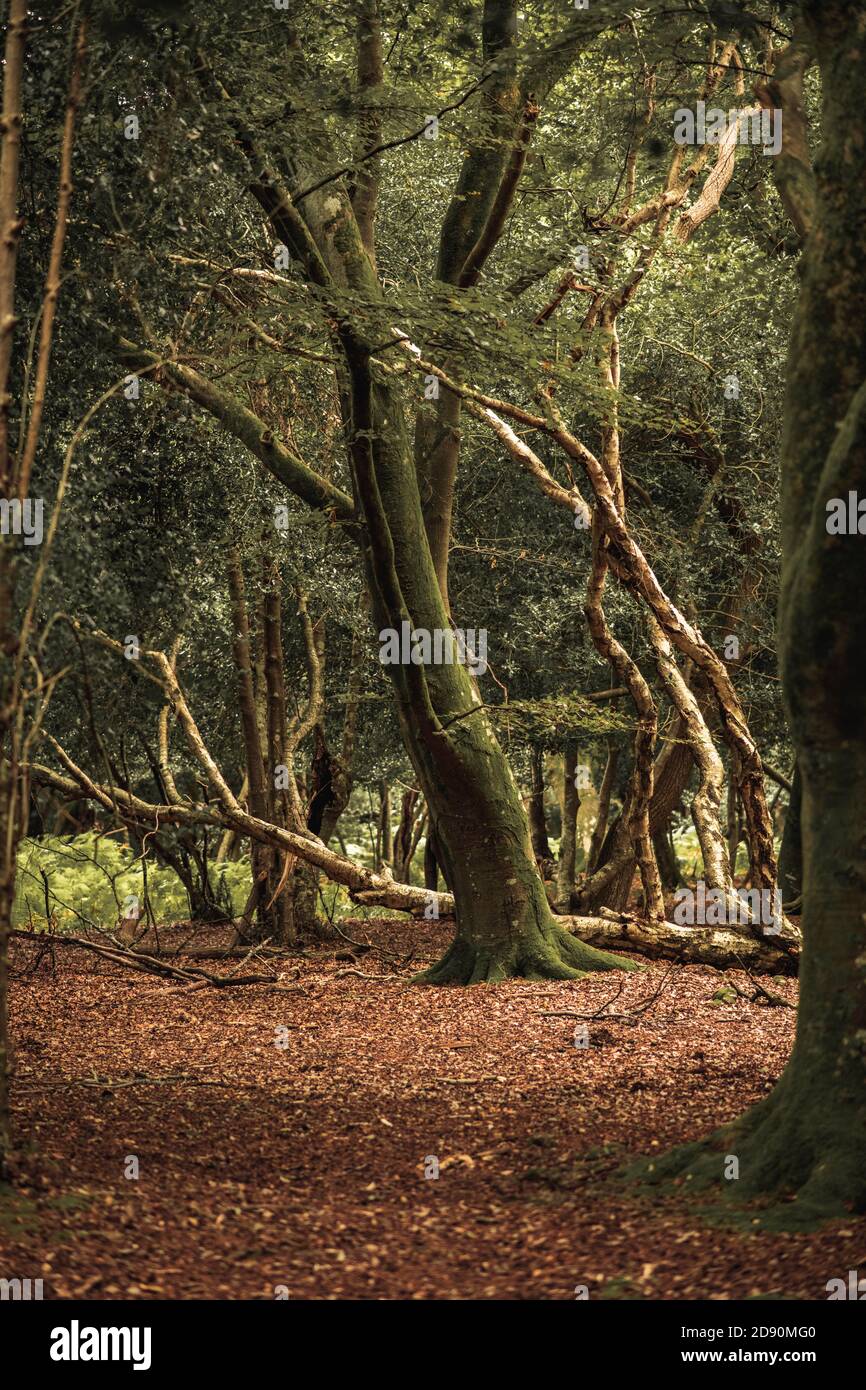 Autumn woodland landscape. Autumnal trees background. UK national park ...