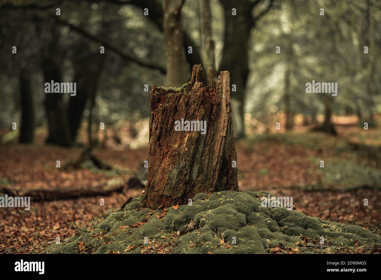 Autumn woodland landscape. Autumnal trees background. UK national park ...