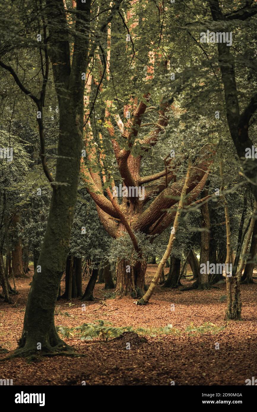 Autumn woodland landscape. Autumnal trees background. UK national park ...
