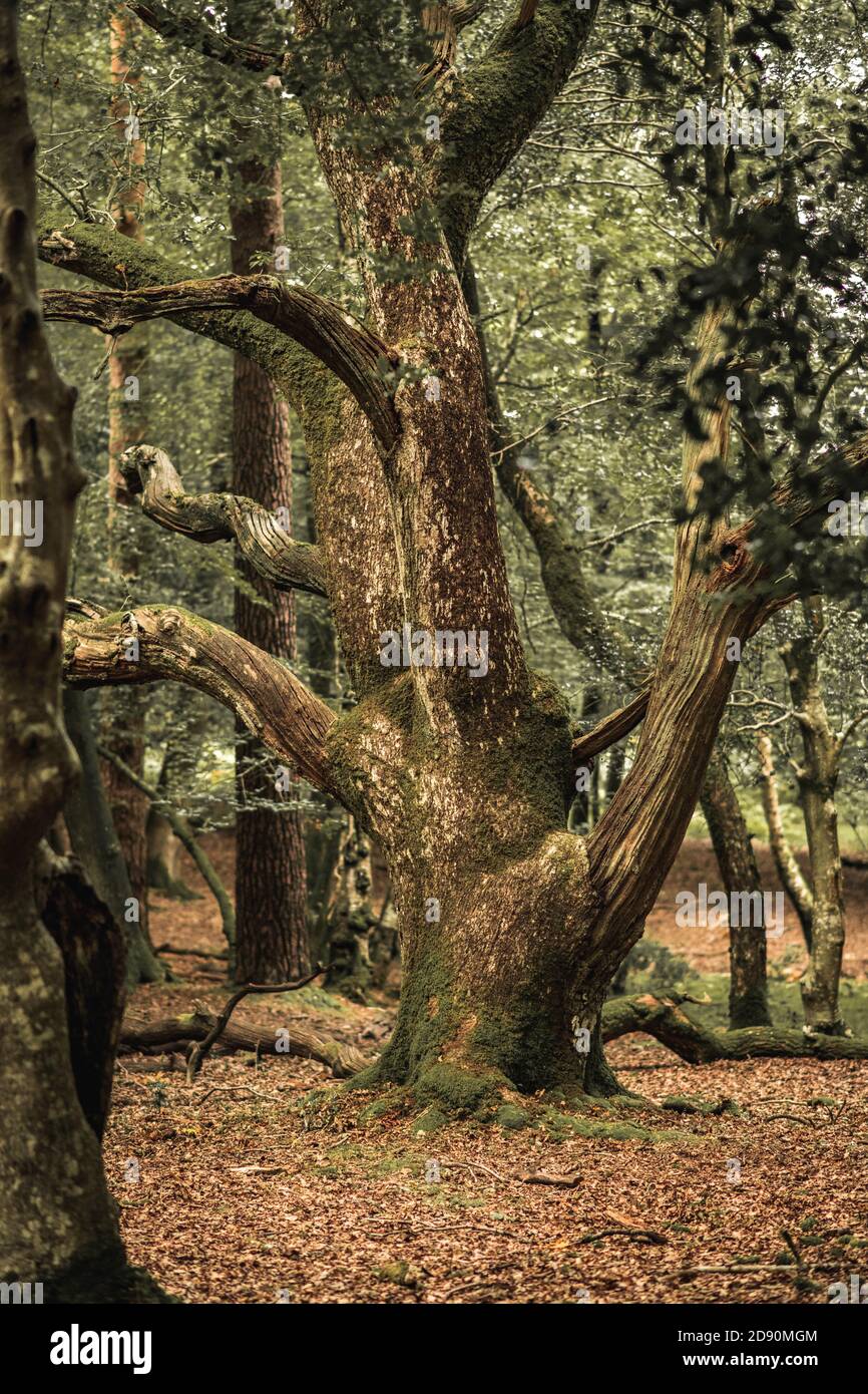 Autumn woodland landscape. Autumnal trees background. UK national park ...