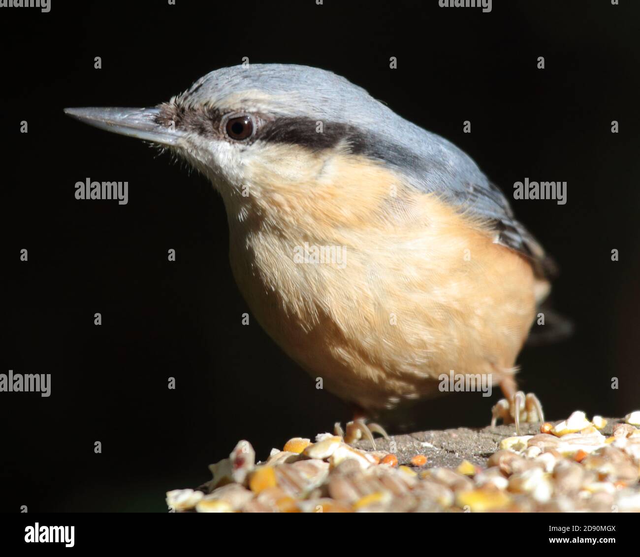 Nuthatch Wales High Resolution Stock Photography and Images - Alamy