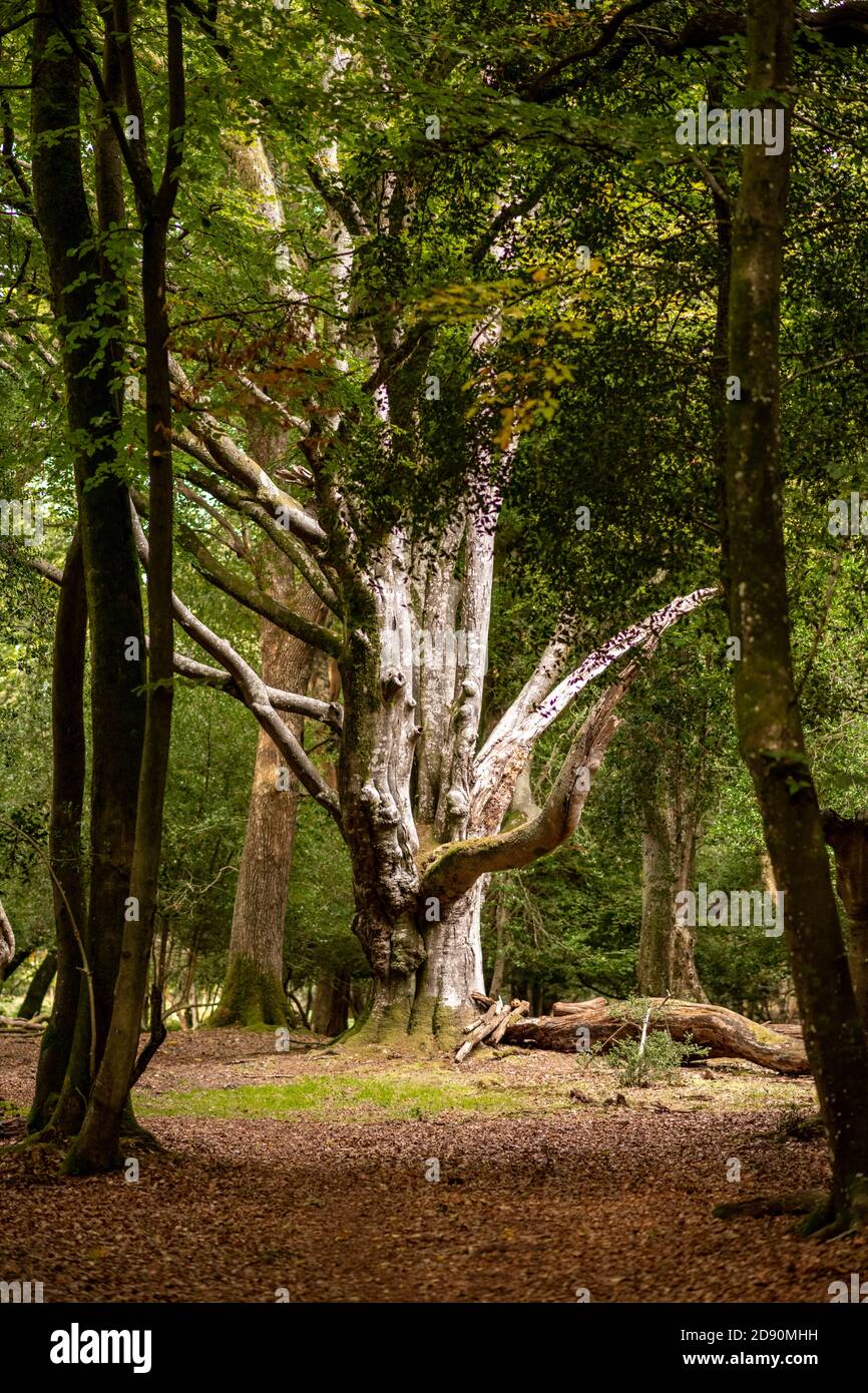 Autumn woodland landscape. Autumnal trees background. UK national park ...
