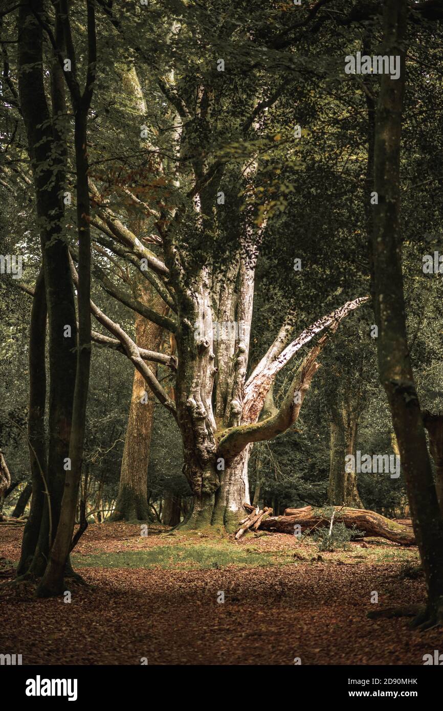Autumn woodland landscape. Autumnal trees background. UK national park ...