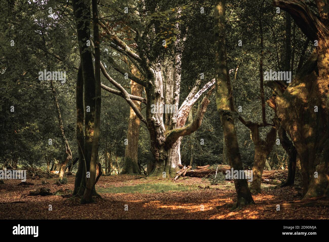 Autumn woodland landscape. Autumnal trees background. UK national park ...