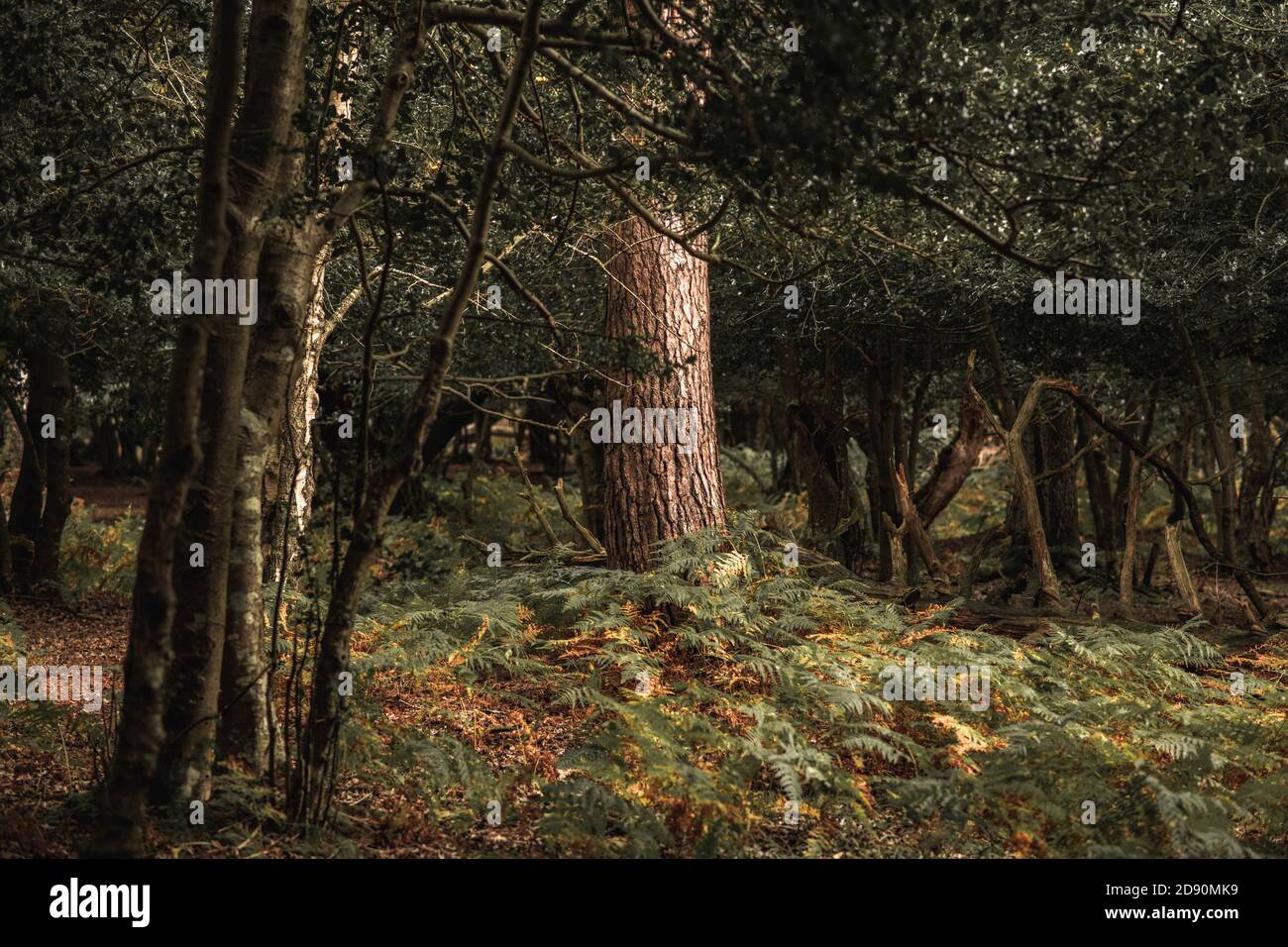 Autumn woodland landscape. Autumnal trees background. UK national park ...