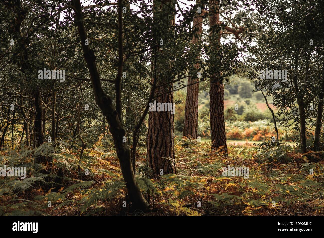 Autumn woodland landscape. Autumnal trees background. UK national park ...