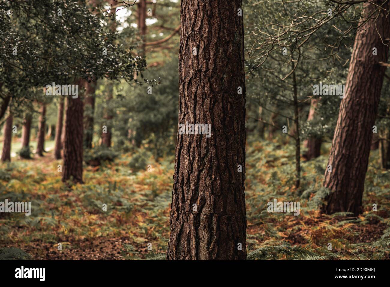 Autumn woodland landscape. Autumnal trees background. UK national park ...