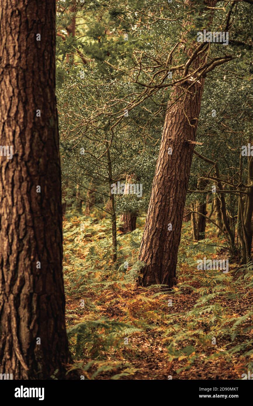 Autumn woodland landscape. Autumnal trees background. UK national park ...