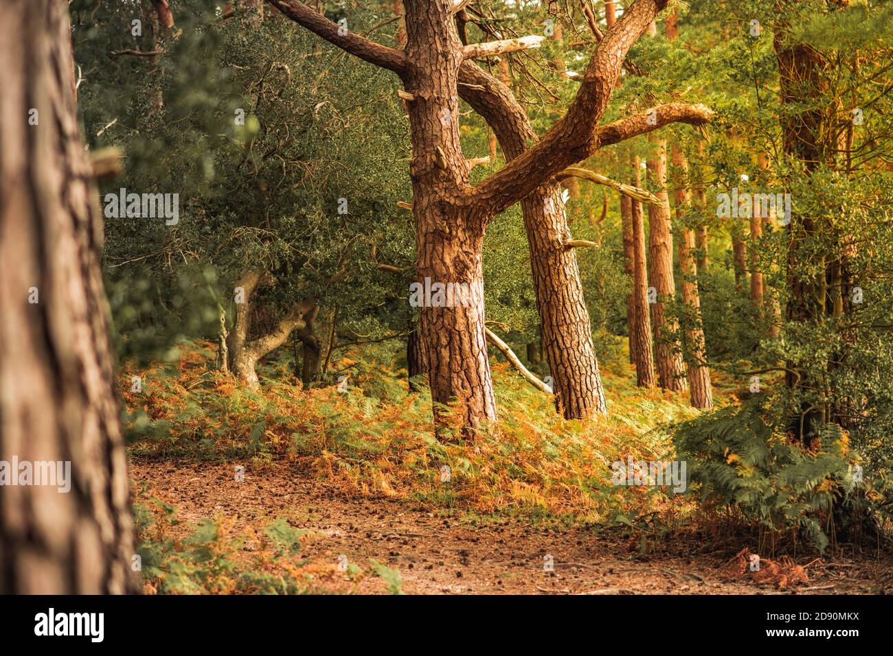 Autumn woodland landscape. Autumnal trees background. UK national park ...