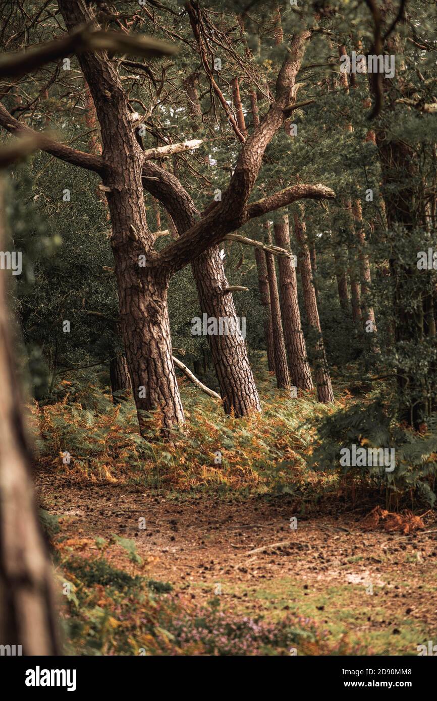 Autumn woodland landscape. Autumnal trees background. UK national park ...