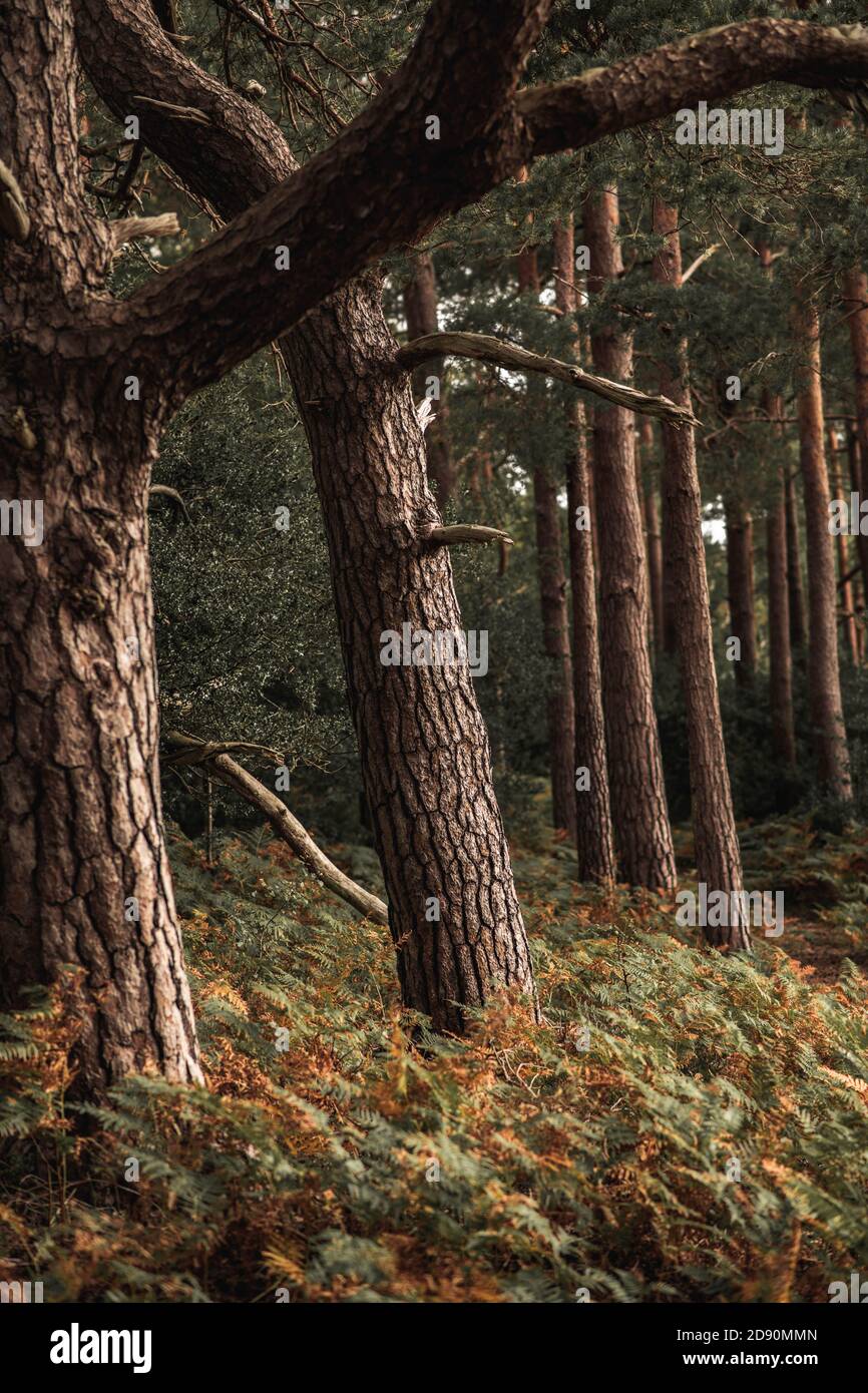 Autumn woodland landscape. Autumnal trees background. UK national park ...