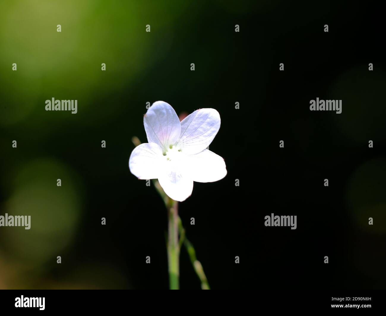White color flower of a weed plant, selective focus Stock Photo - Alamy