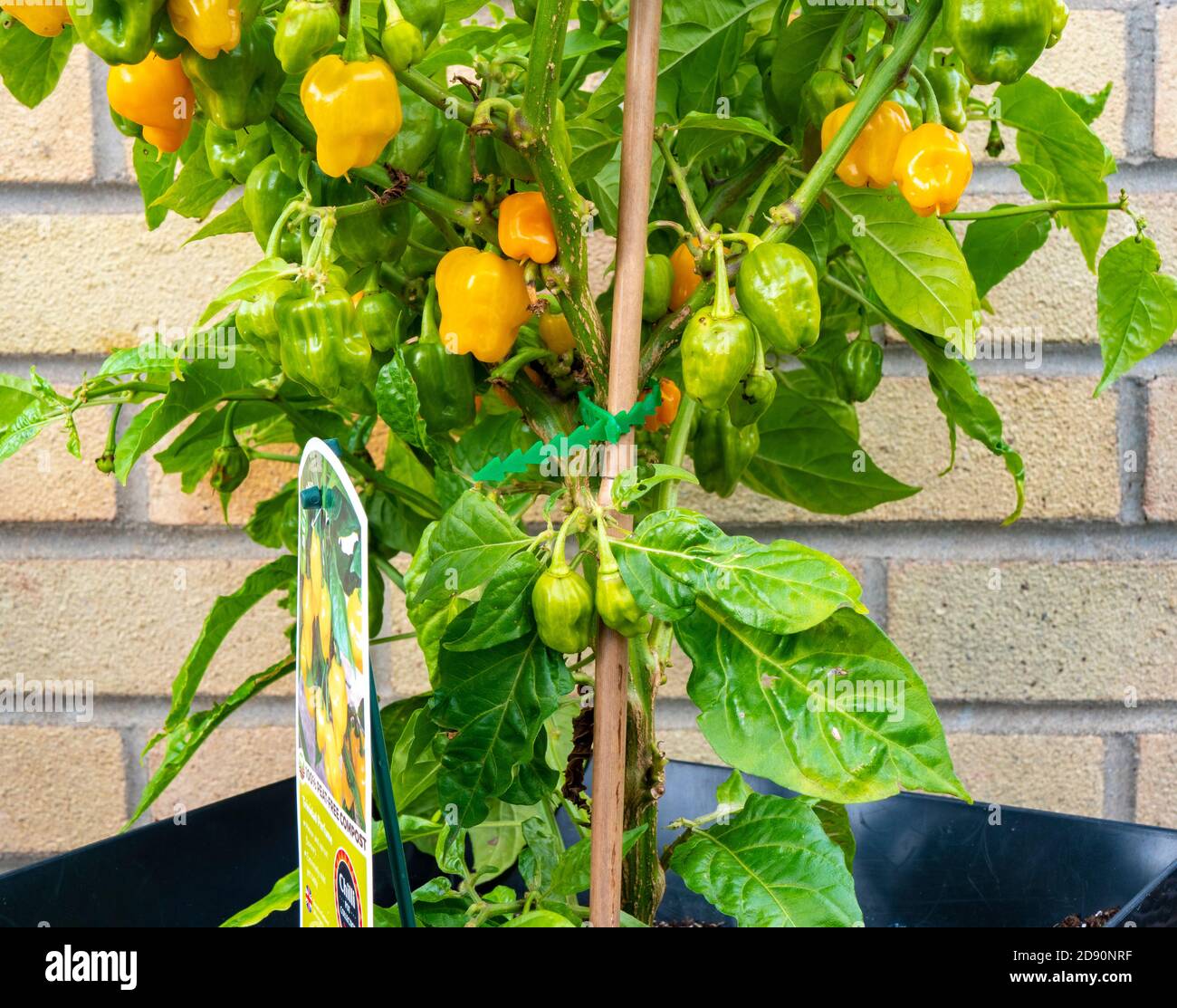 Plant Pot Label High Resolution Stock Photography and Images - Alamy
