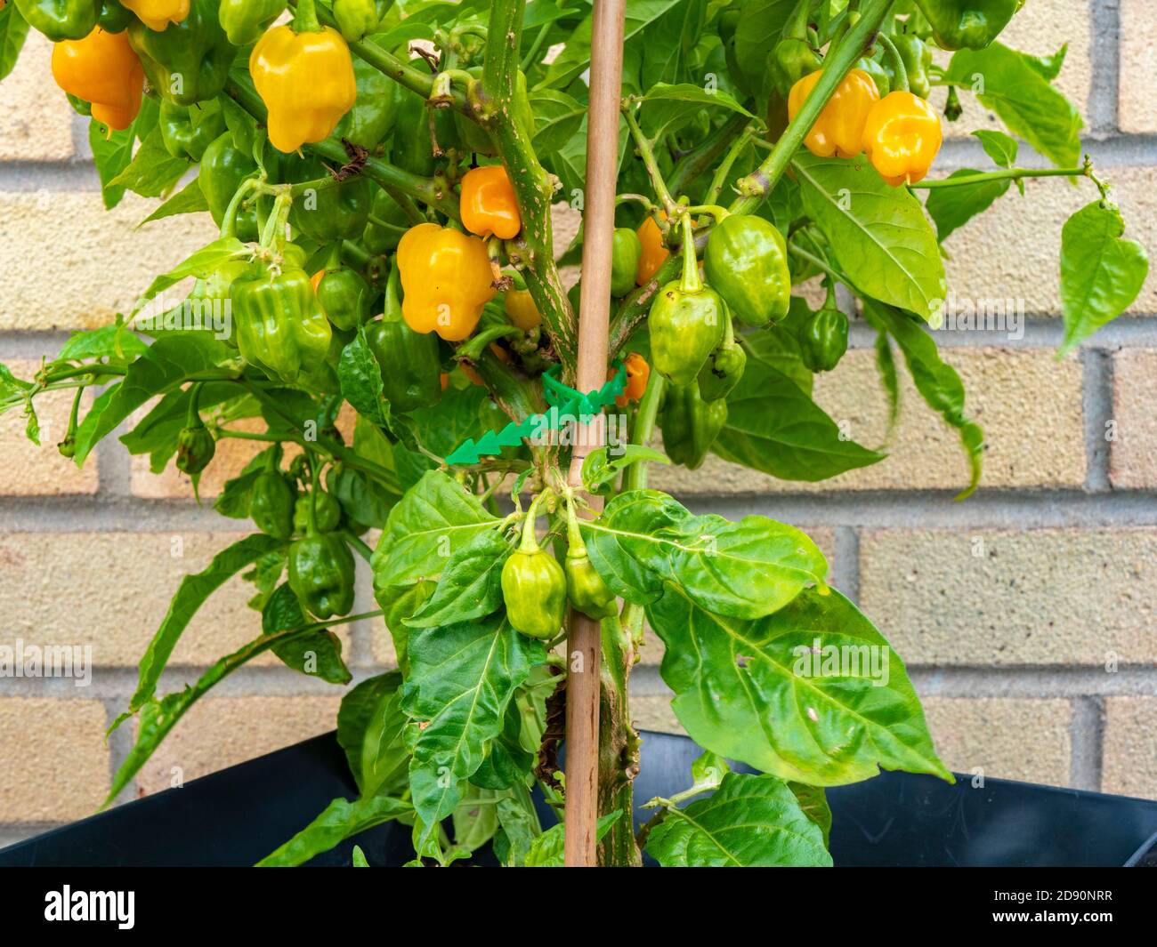 Chilli peppers on the plant hi-res stock photography and images - Alamy