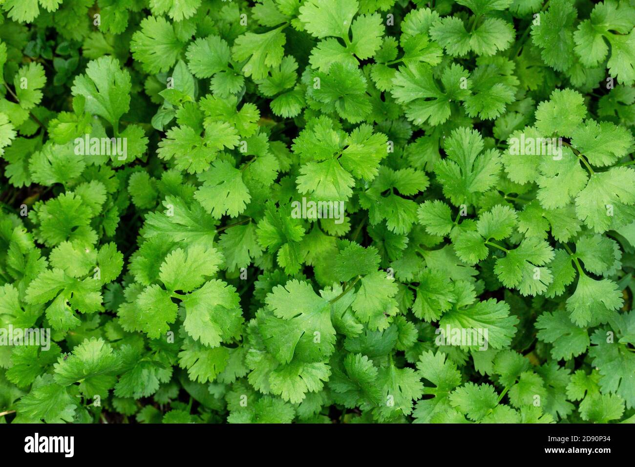 green fresh cilantro leaves close up top view Stock Photo - Alamy