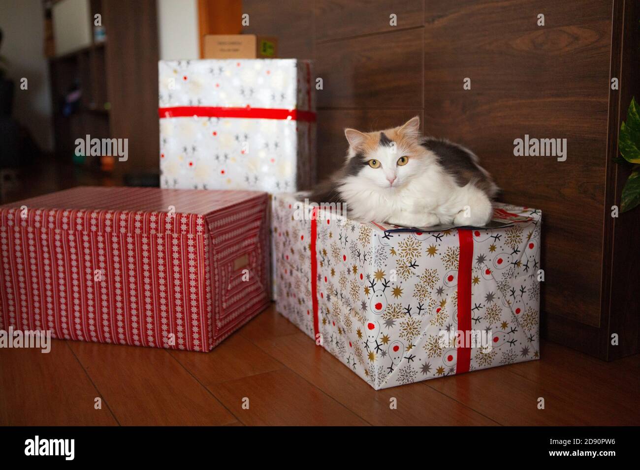 A white spotted cat laying on a Christmas present Stock Photo - Alamy
