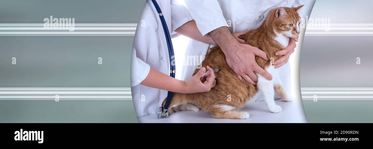 Veterinarian giving an injection to a cat. panoramic banner Stock Photo ...